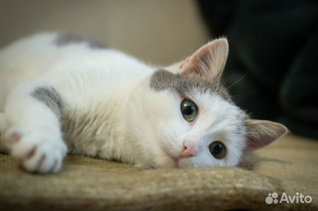 Очаровательная кошечка Марта ищет дом