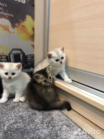 Шотландские котята