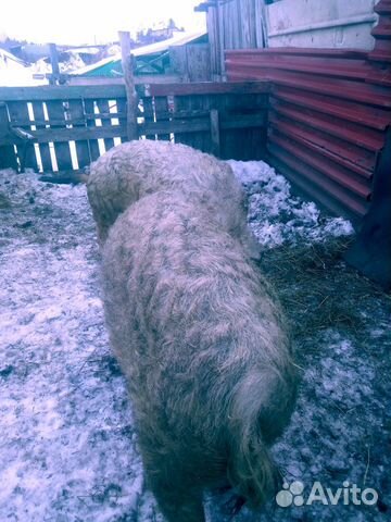 Венгерский мангал.обмен