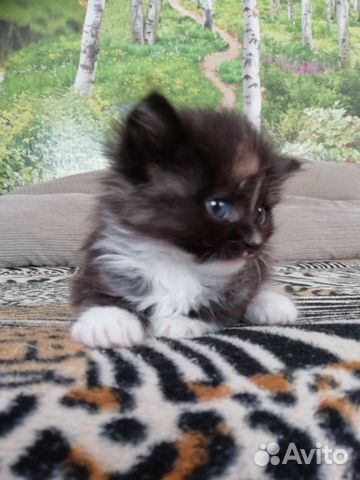 Котёнок девочка