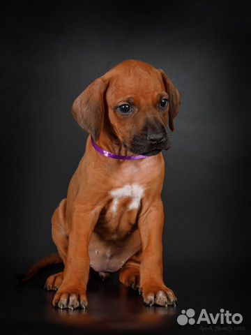 Девочка Родезийского Риджбека