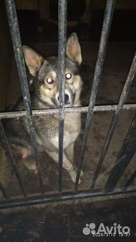 Найдена собака