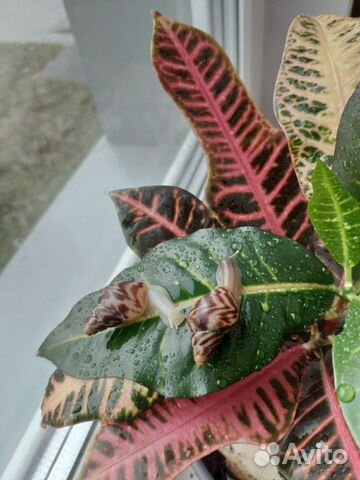 Улитки Ахатины Ретикулята альбино и стандарт