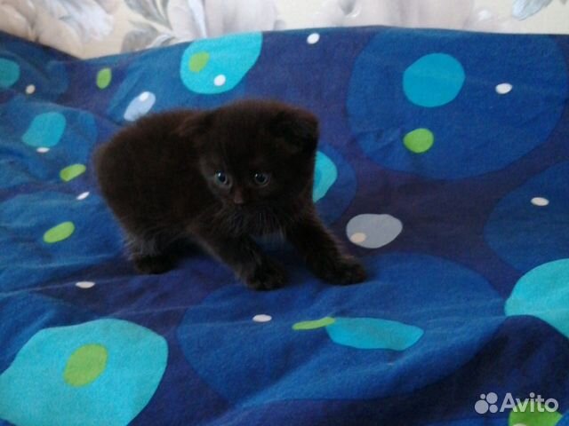 Шотландские котята, готовятся переехать в ваш дом