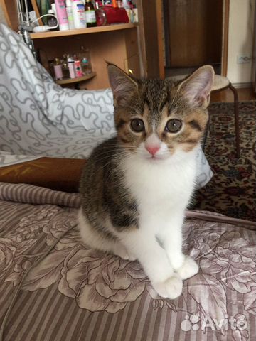 Котики Курбобики