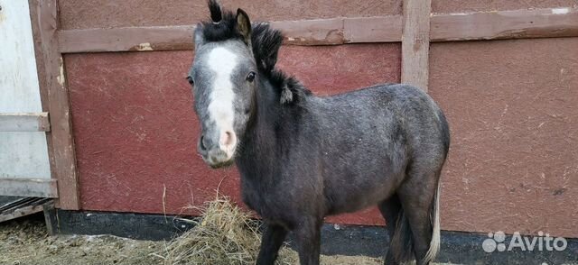 Пони продам