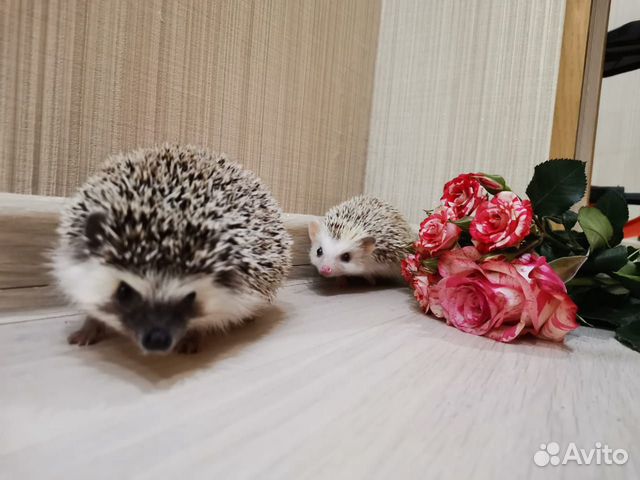 Африканские ежата