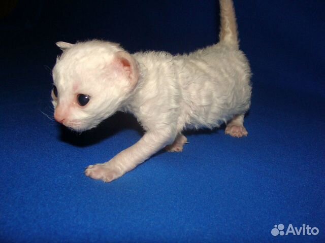 Кудряшок Неаллерген Не будет шерсти на одежде