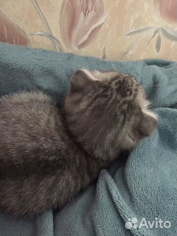 Шотландская вислоухая кошечка