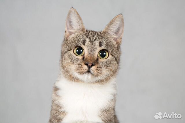 Отдам котенка Алису