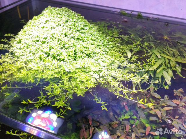 Микронтемум "Монте Карло"