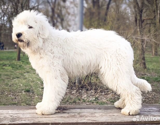 Щенок южнорусской овчарки (девочка)