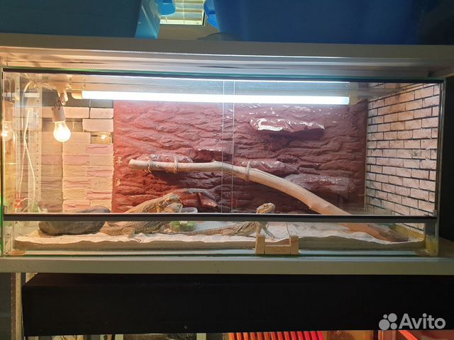 Агамы и террариум