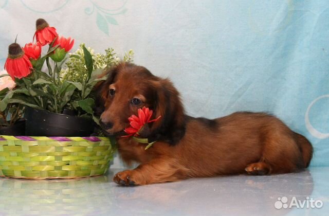 Мальчик миниатюра д/ш - На диван