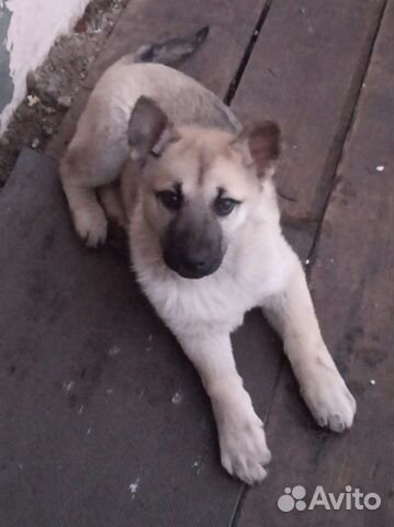 Отдам в хорошие руки щенка