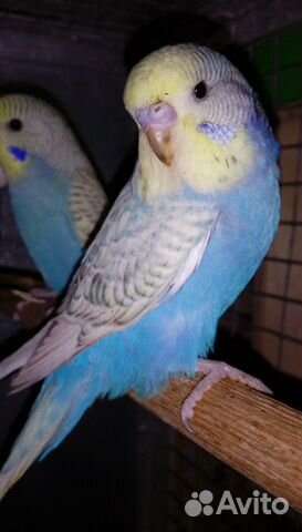 Желтолицый птенчик, самечик