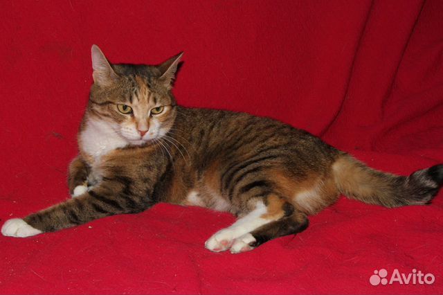 Николь-3хцветная кошка,стерилизованная