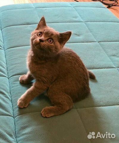 Шотландские котята