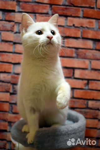 Кот Умка 1,5 года ищет дом