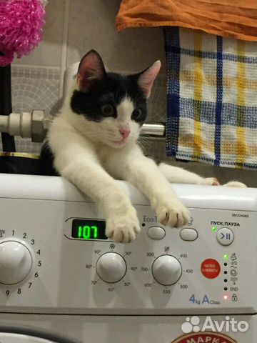 Котёнок Киса в добрые руки