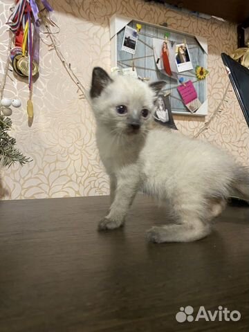 Котёнок таец сиамский
