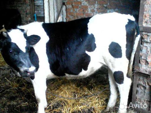 Продам двух тёлок возраст - 1 год