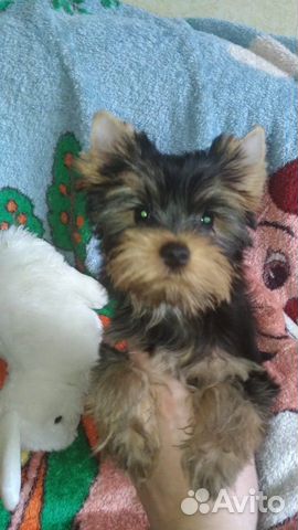 Милашки - йорики