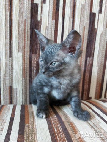 Продам котёнка