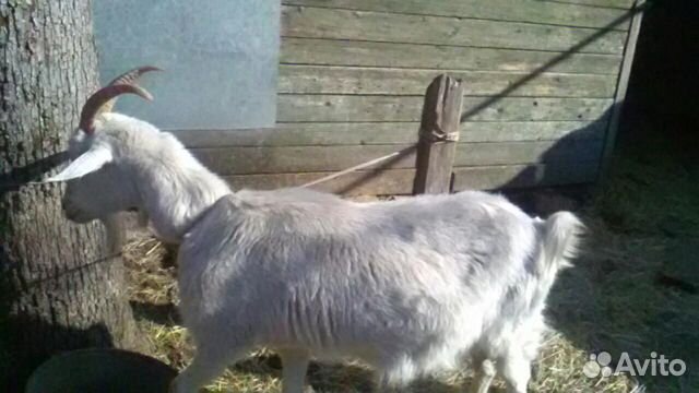 Продам козу на мясо или молоко