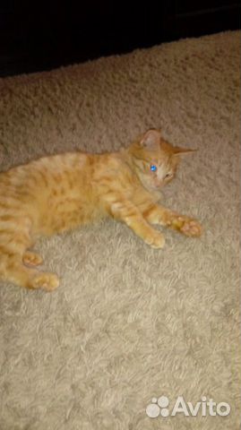 В добрые руки котенок