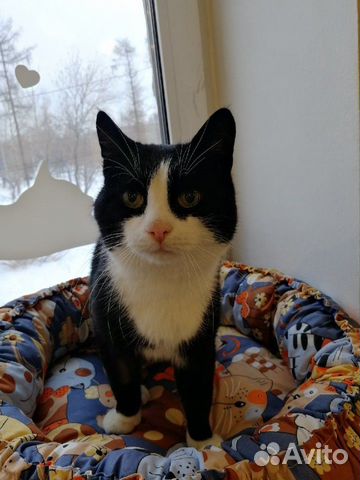 Федор ищет дом