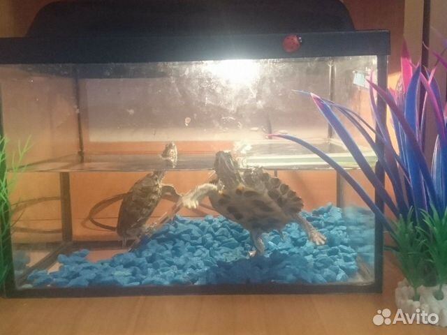 Продаю Красноухих черепашек с аквариумом