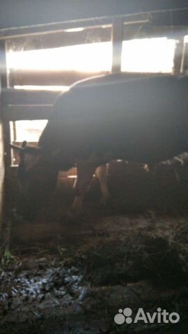 Продам быков