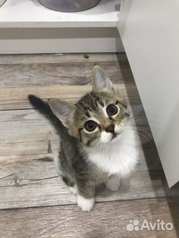 Котята