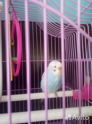 Попугаи птенцы мальчик и девочка с клеткой