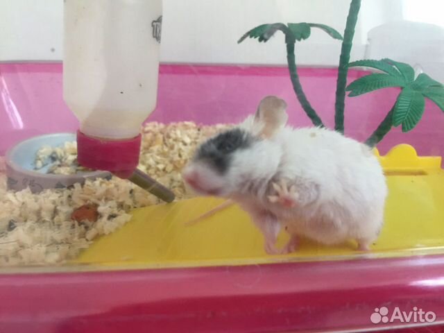 Мраморный декоративный мышонок