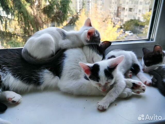 Котята умные, воспитанные, милые
