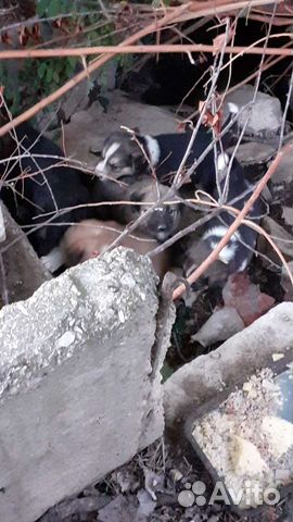 Сторожевые щенки