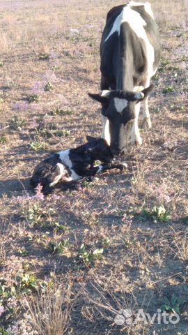 Телята.бычок и телочка