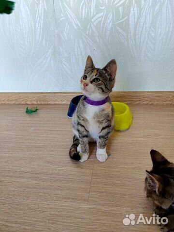 2 котенка девочки-сестрички в добрые руки