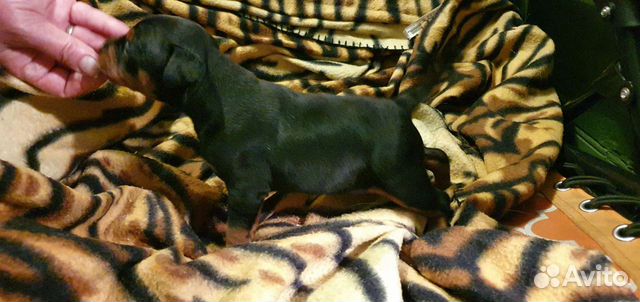 Цвергпинчер