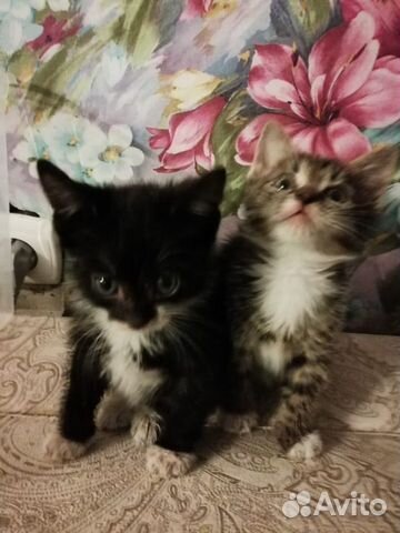 Котята мальчики
