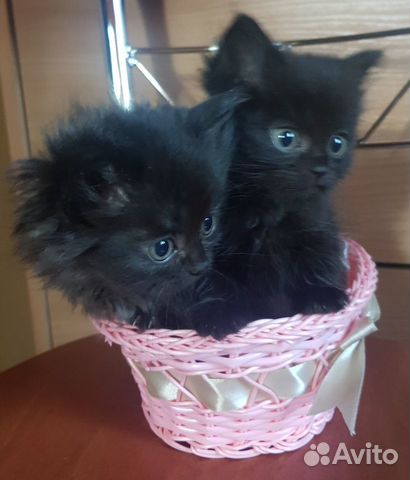 Длинношерстные британские котята