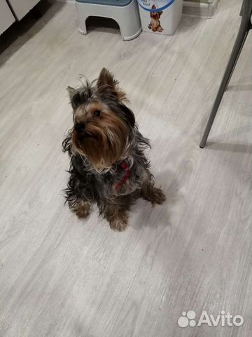 Йоркширский терьер