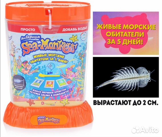 Вырастить креветку