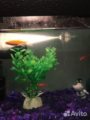 Аквариумный рыбки трнеции