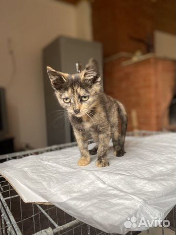 Котенок Глосси ищет родителей