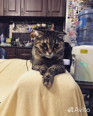 Кошка в добрые руки