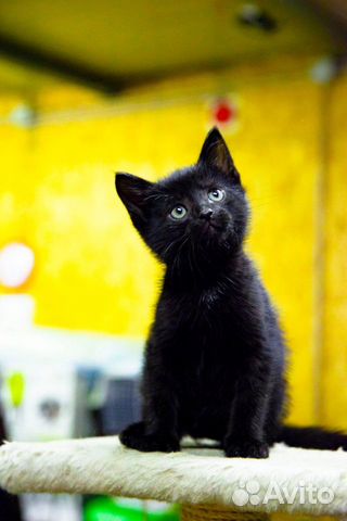 Очаровашка Гарик ищет дом