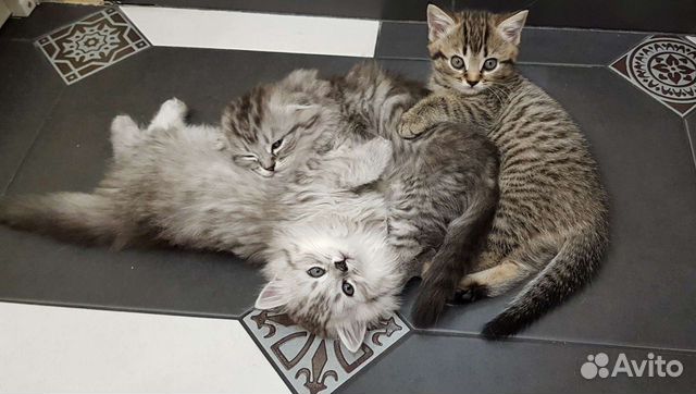 Шотландские красотки